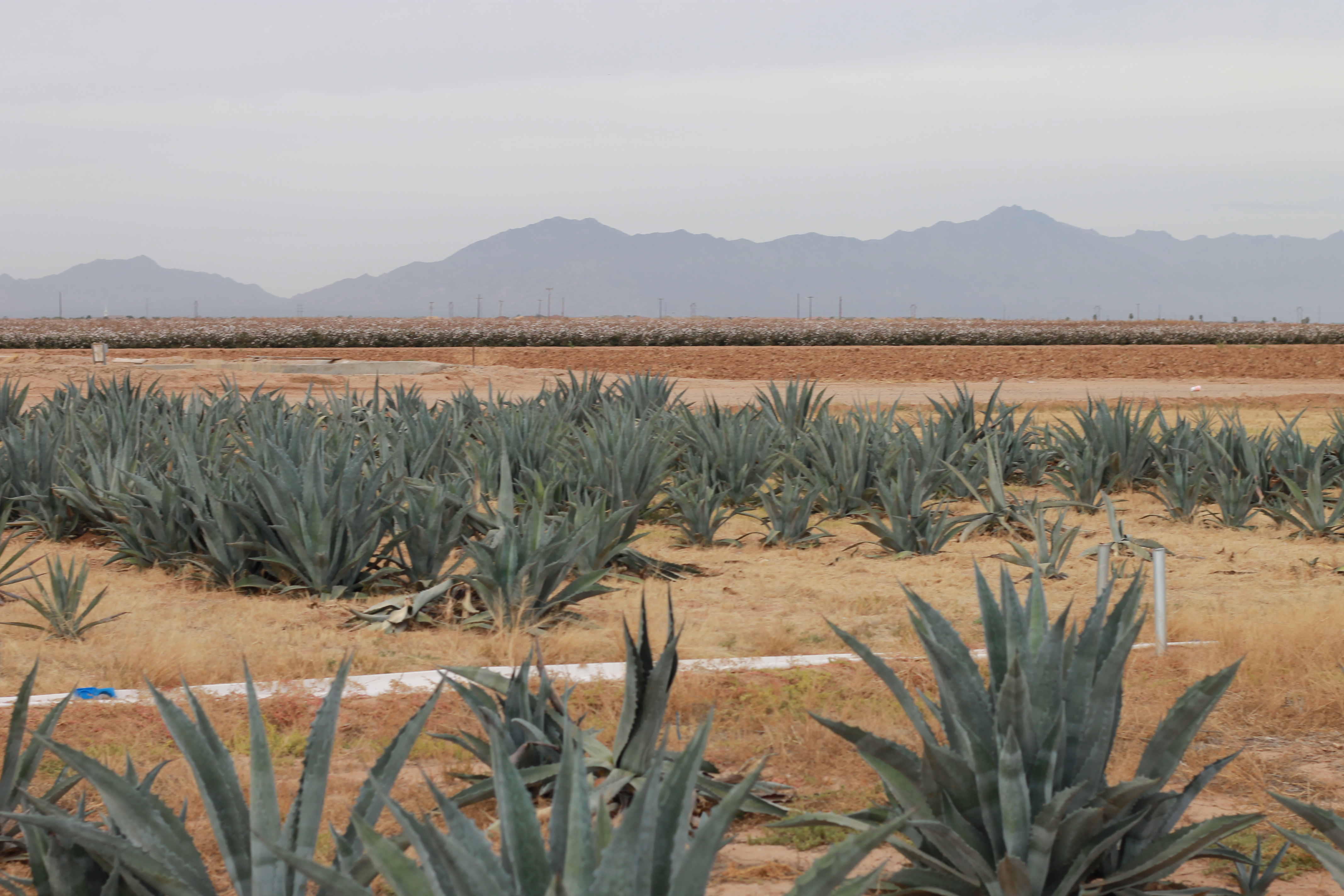 Predicting growth of Agave americana | Data Science Team
